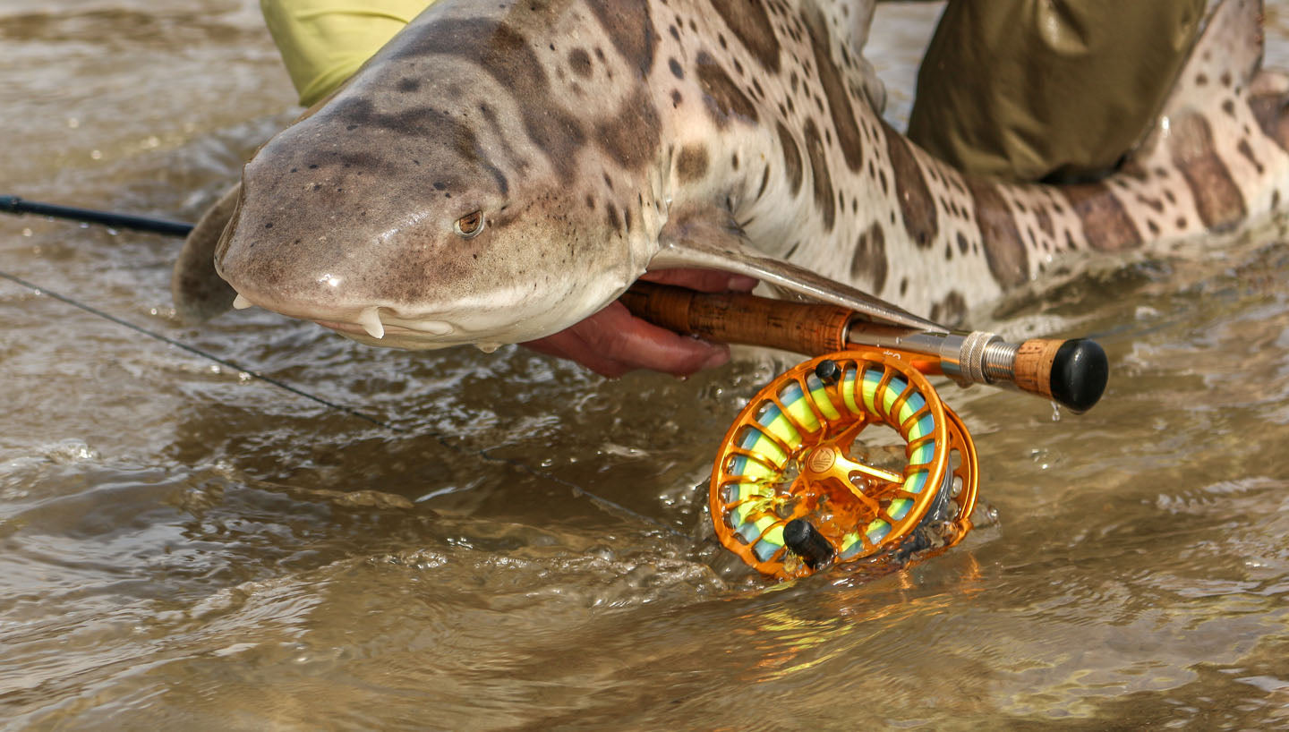 Shark Week