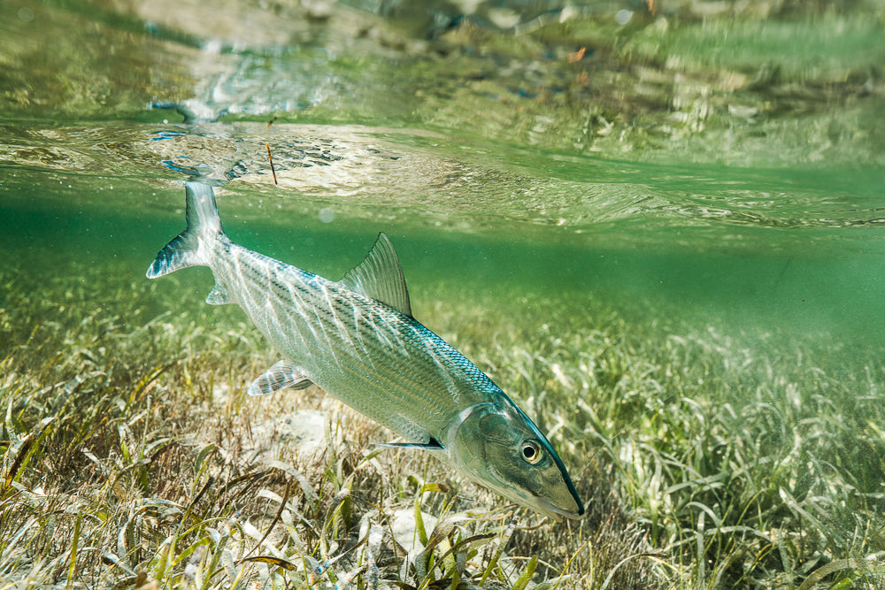 The Delphi Club | Fly Water Travel