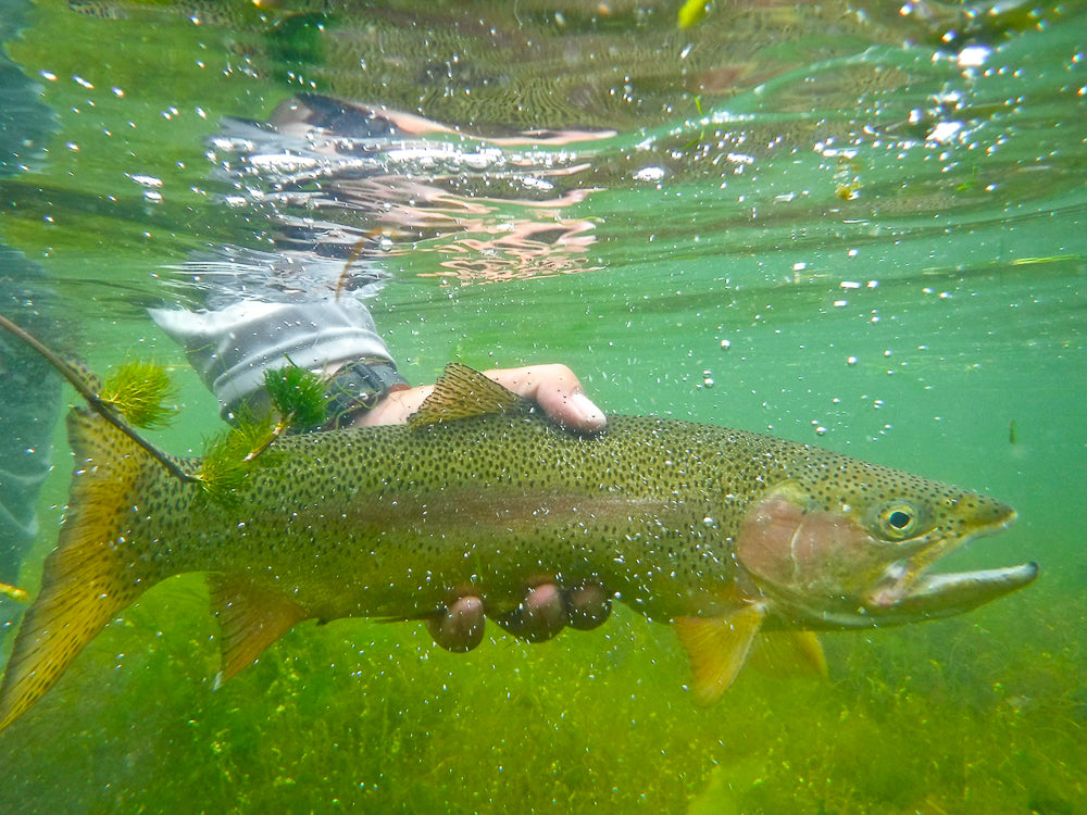 Complete Fly Fisher | Fly Water Travel