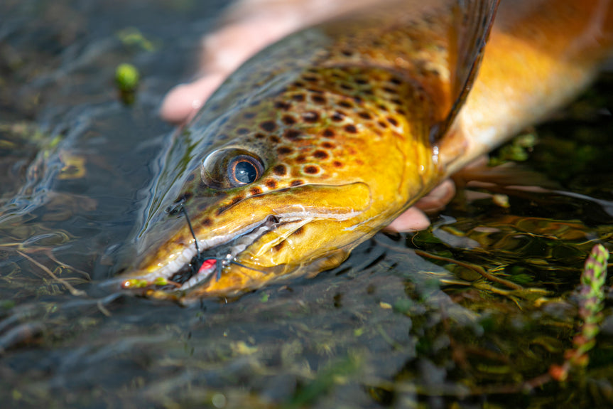 Bella Sofia Lodge | Fly Water Travel