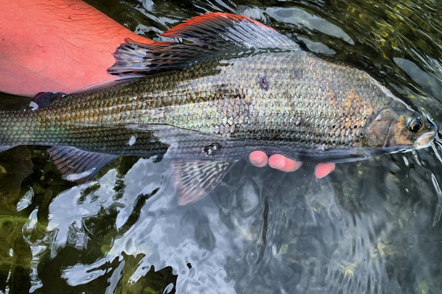 Chalk Streams of England | Fly Water Travel