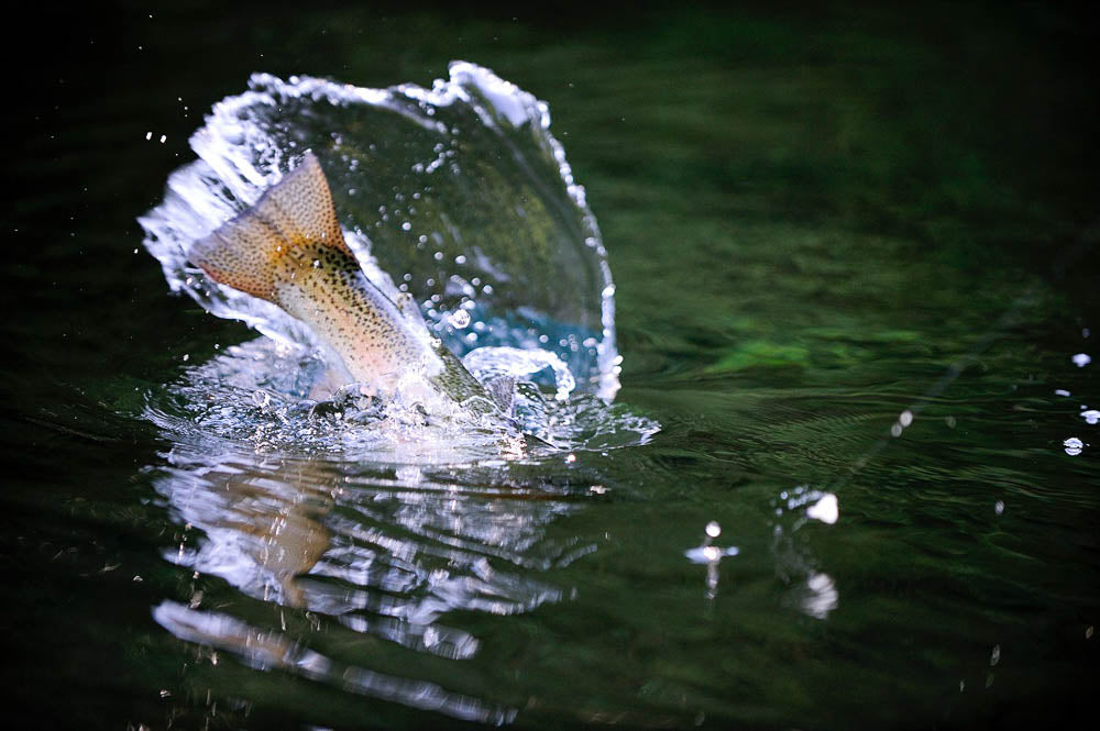 Kingfisher Lodge | Fly Water Travel